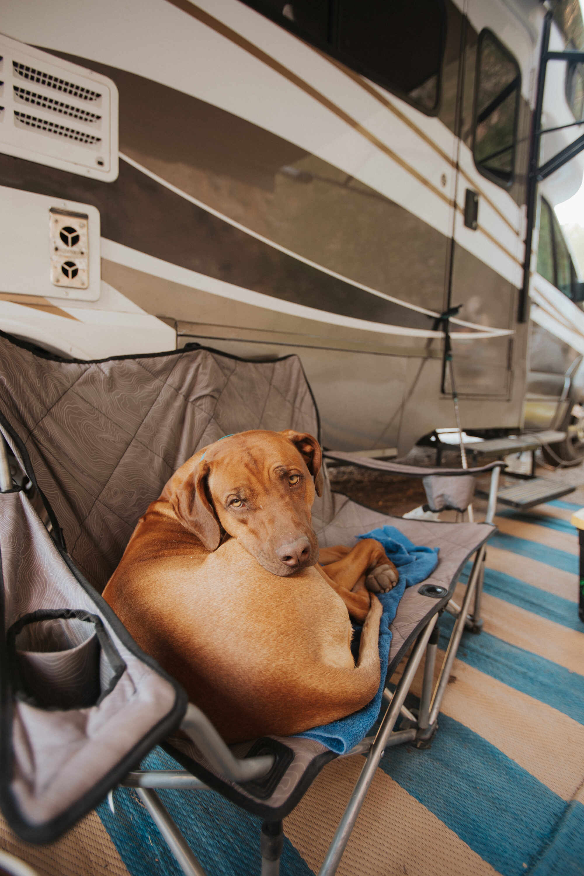 The Ultimate Guide For Camping With Your Dog | RVshare