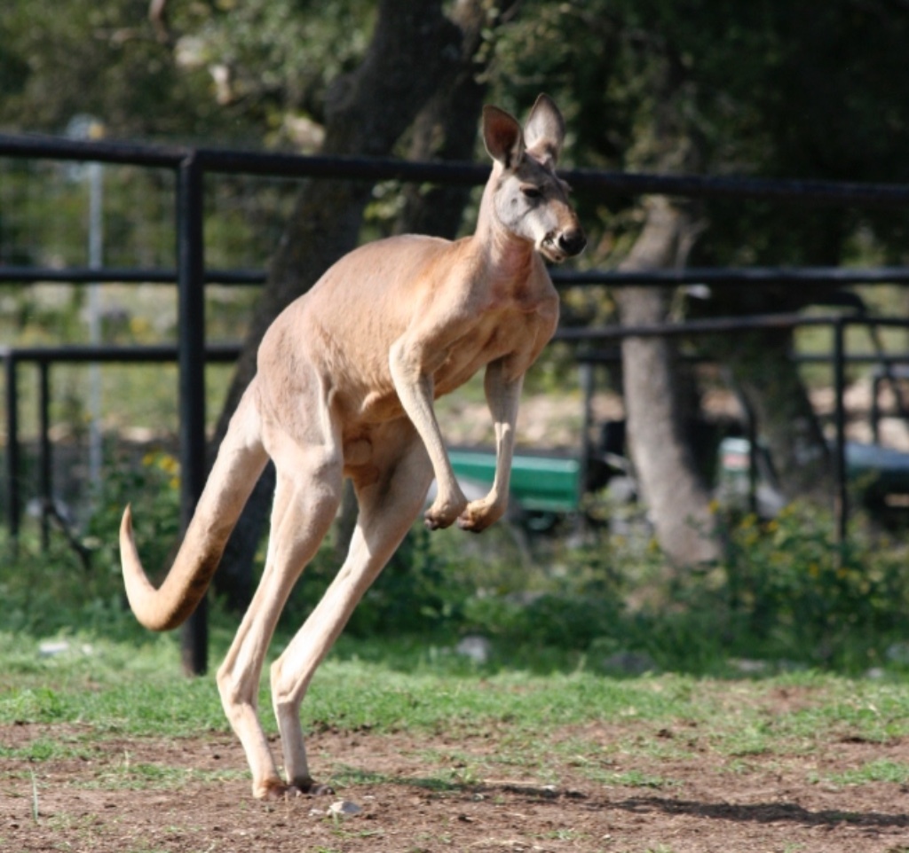 The 10 Best RV Trips to Take in Texas | RVshare