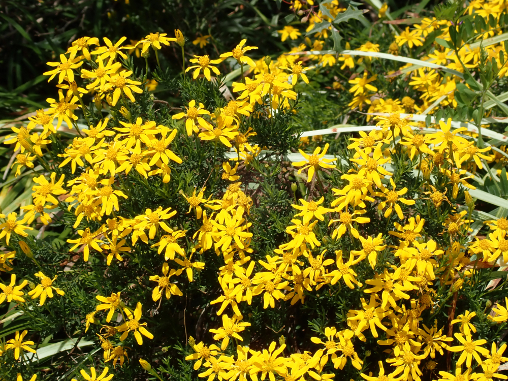 Popular Native Plants That Grow in Your Region! | RVshare