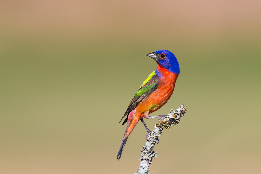 Explore Local: Austin, TX - Local Travel Guide