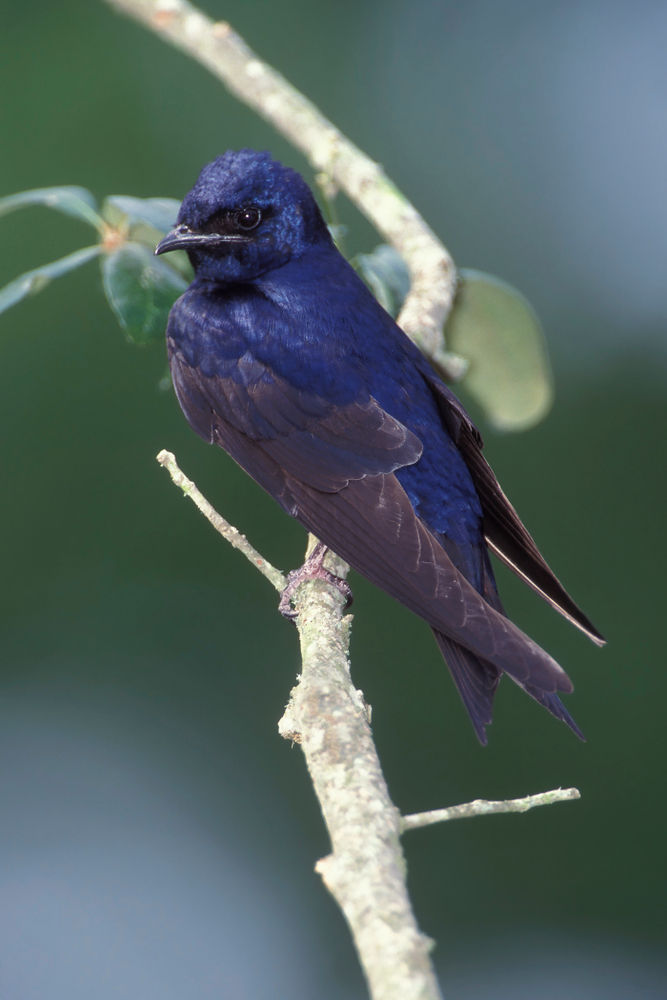 Explore Local: Austin, TX - Local Travel Guide