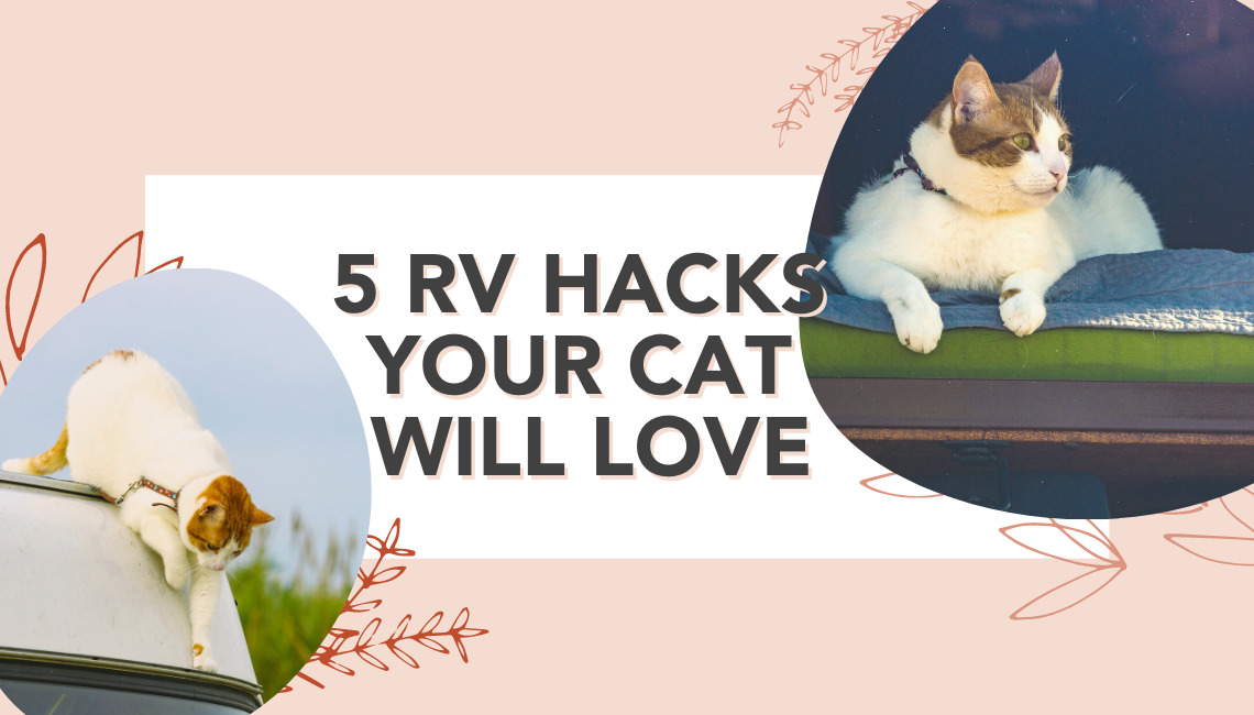 Full-Timing With Felines - 5 RV Hacks Your Cat Will Love | RVshare