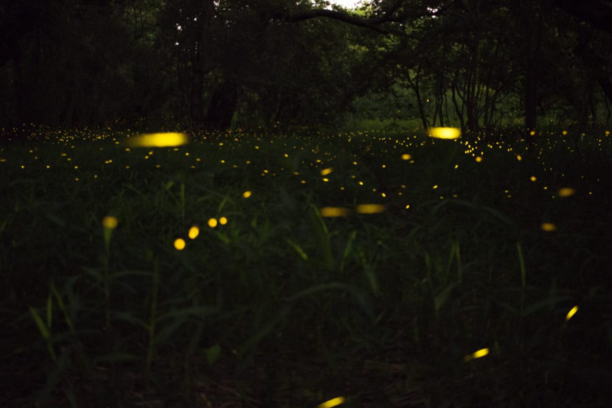 Fireflies at Great Smoky Mountains National Park | RVshare