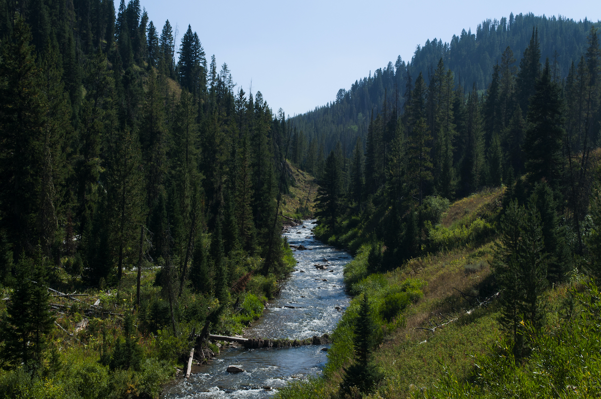 7 Beautiful National Forests that Are Nearby Your Favorite National ...