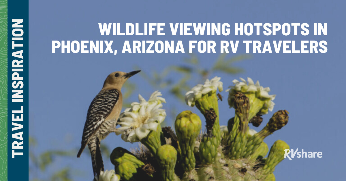 Wildlife Viewing Hotspots in Phoenix, Arizona for RV travelers | RVshare